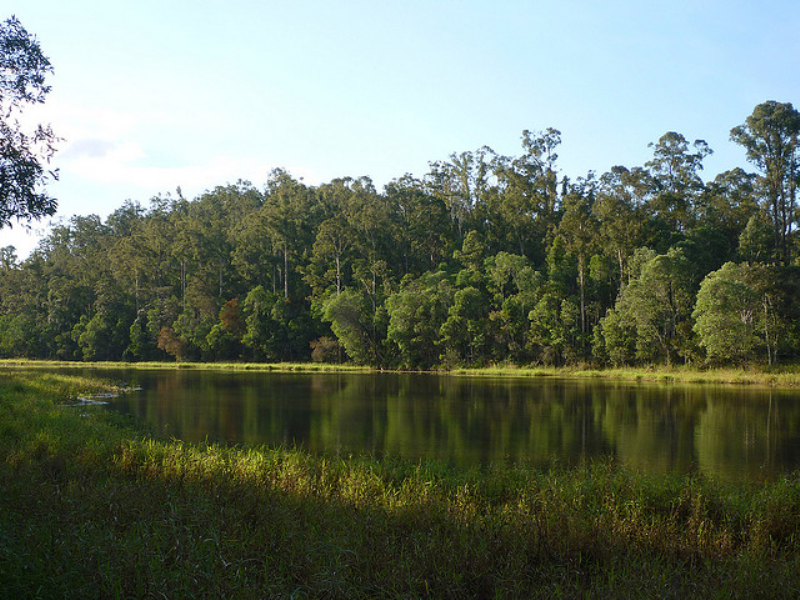 Brisbane Forest Park - MyDriveHoliday