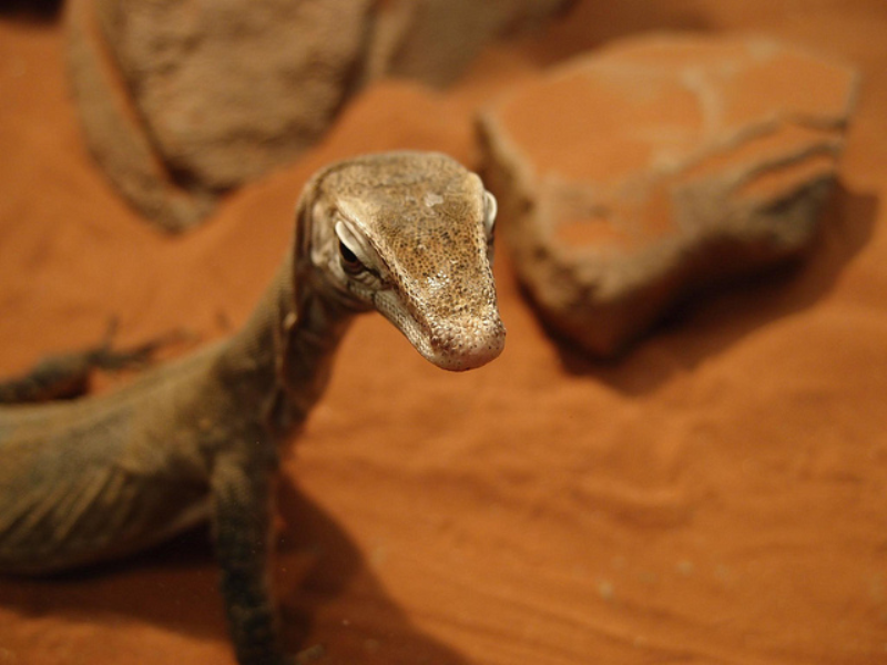 Crocosaurus Cove - MyDriveHoliday