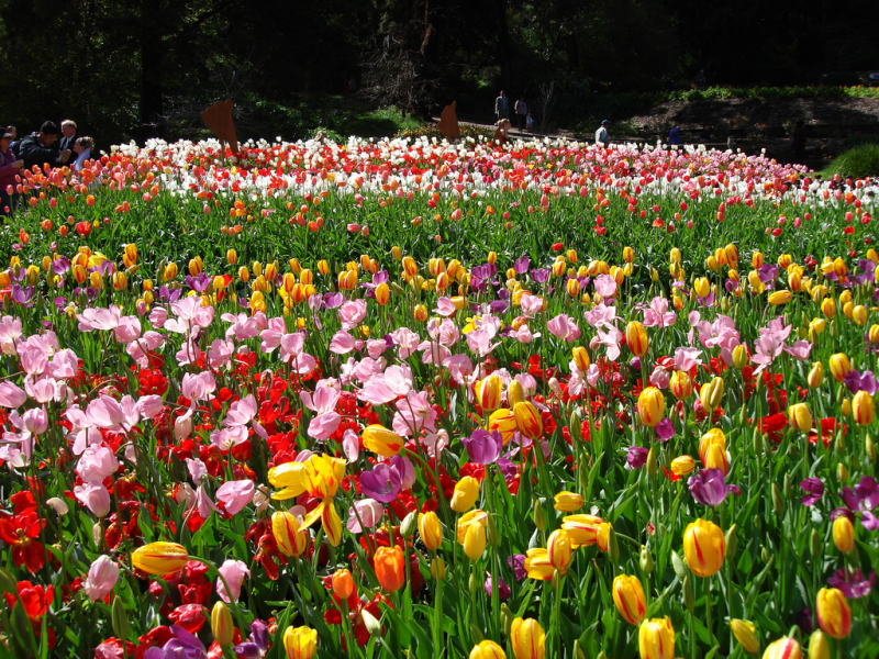 Araluen Botanic Park - MyDriveHoliday
