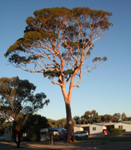 Merredin Tourist Park in Merredin, Western Australia